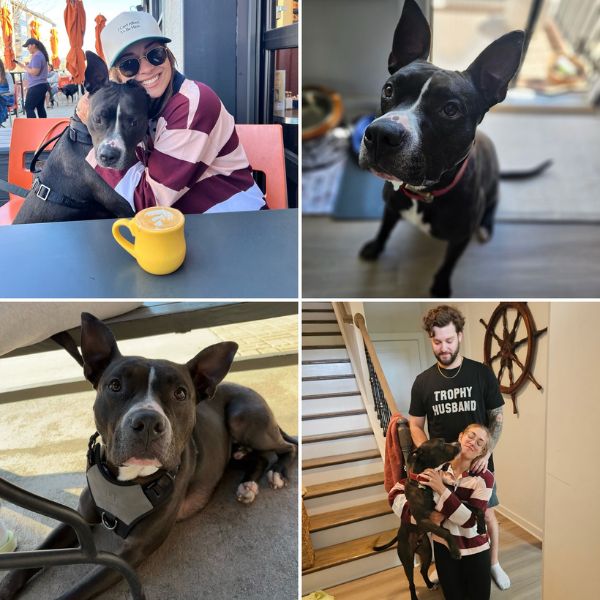 Winston - Maggie Lu's Safe Haven Rescue, Inc.